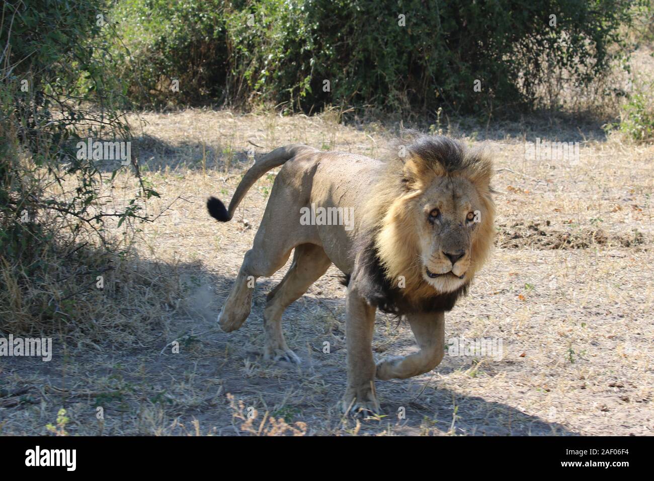 Chobe active lions Stock Photo - Alamy