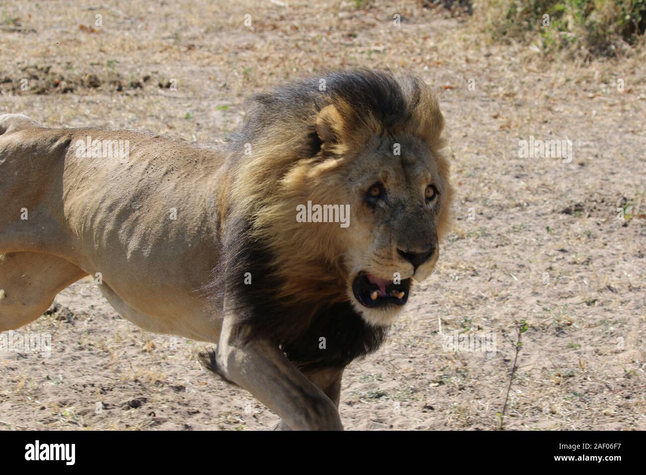 Chobe active lions Stock Photo - Alamy