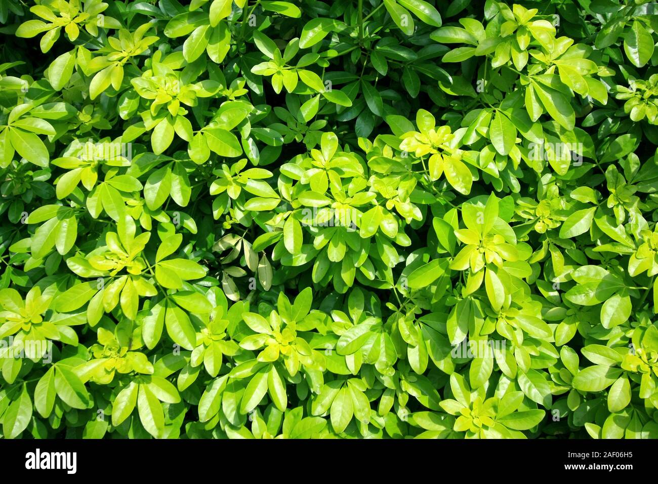 Natural background made from green bush plants Stock Photo - Alamy