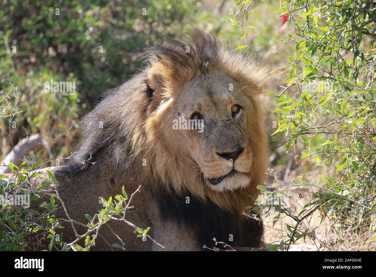 Chobe active lions Stock Photo - Alamy