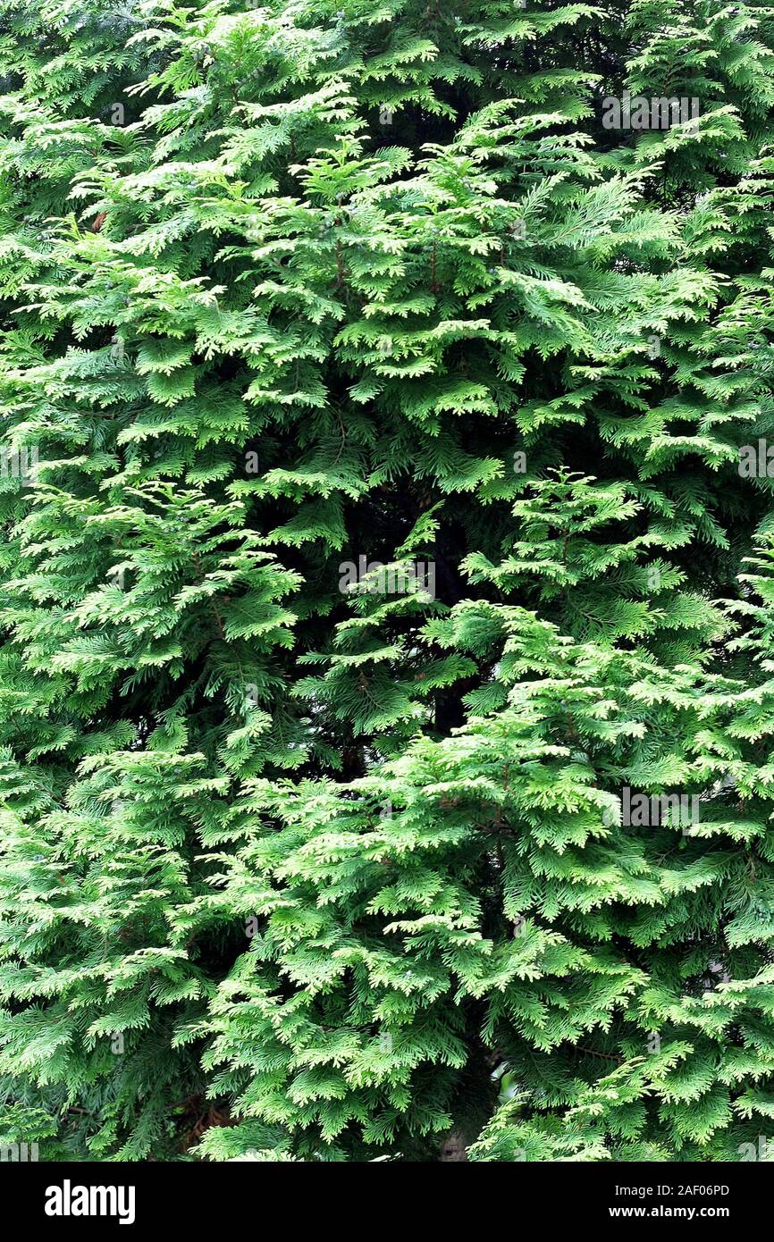 Natural background of conifer pine tree Stock Photo - Alamy