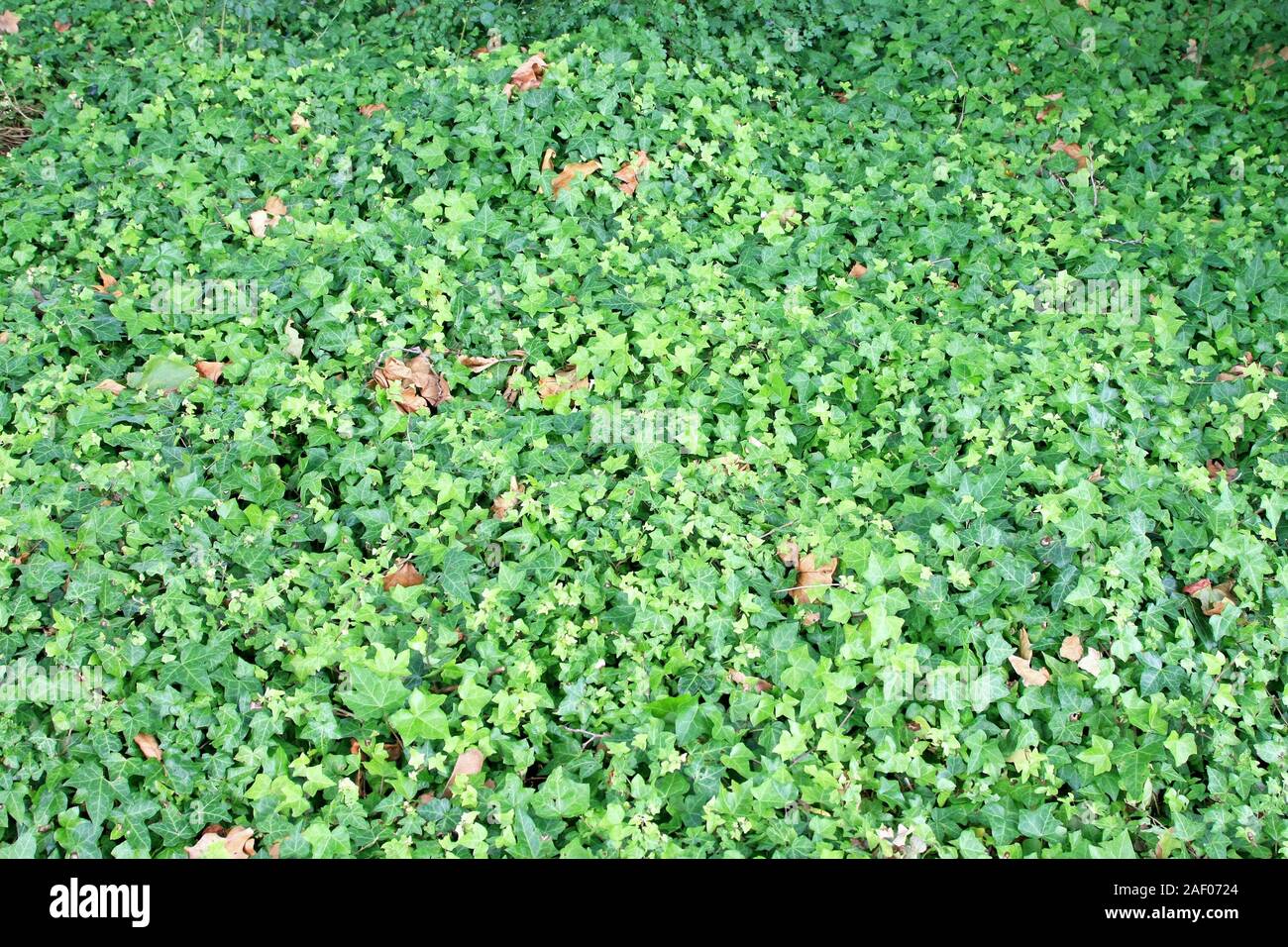 Beautiful natural botanic background of green plants Stock Photo - Alamy