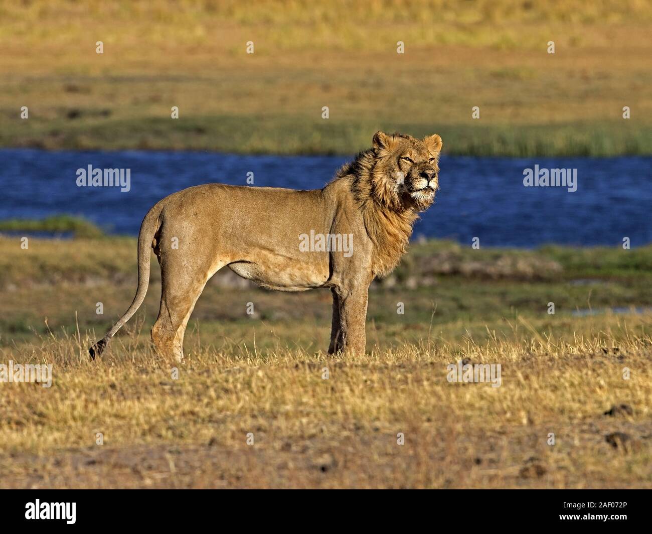 Male lion standing Stock Photo - Alamy