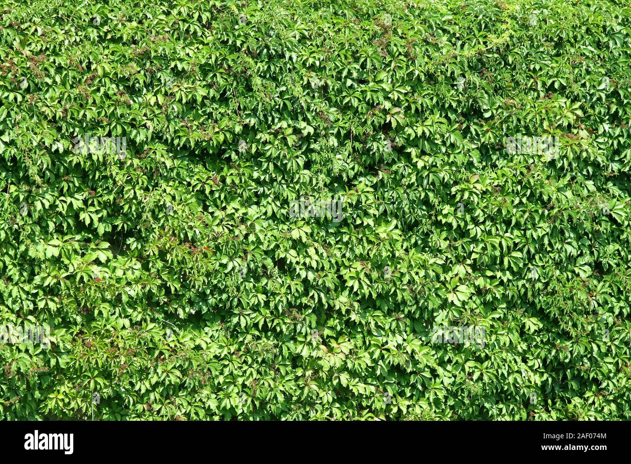 Natural fence made from green bush plants Stock Photo - Alamy