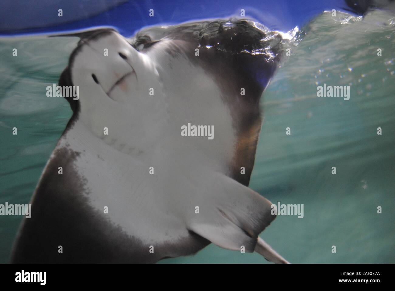 Stingray face hi-res stock photography and images - Alamy