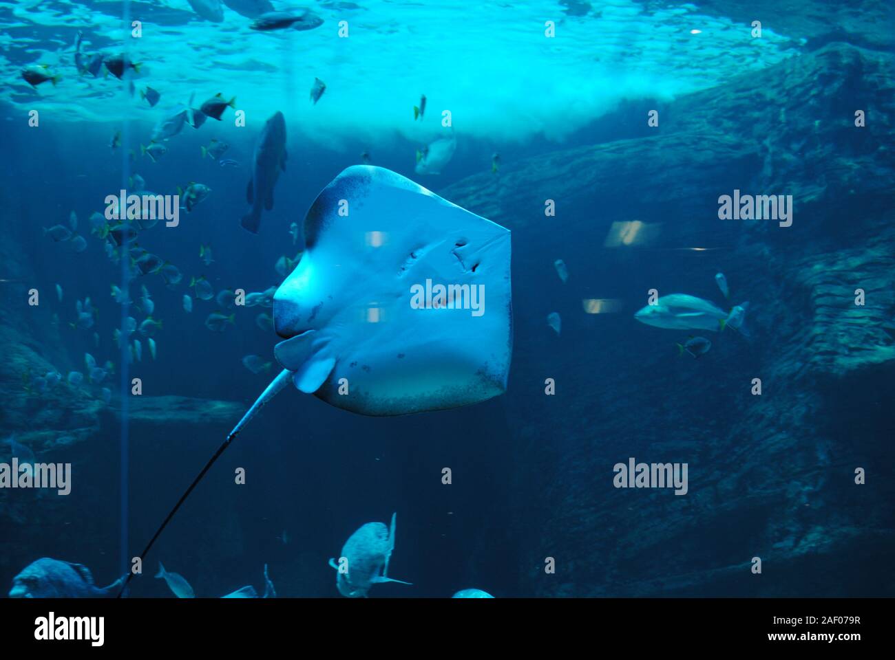 Stingray face hi-res stock photography and images - Alamy