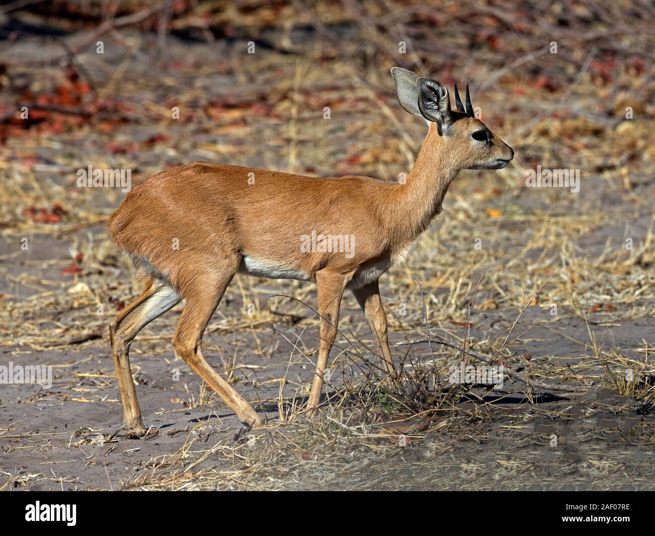 Male steenbok walking Stock Photo - Alamy