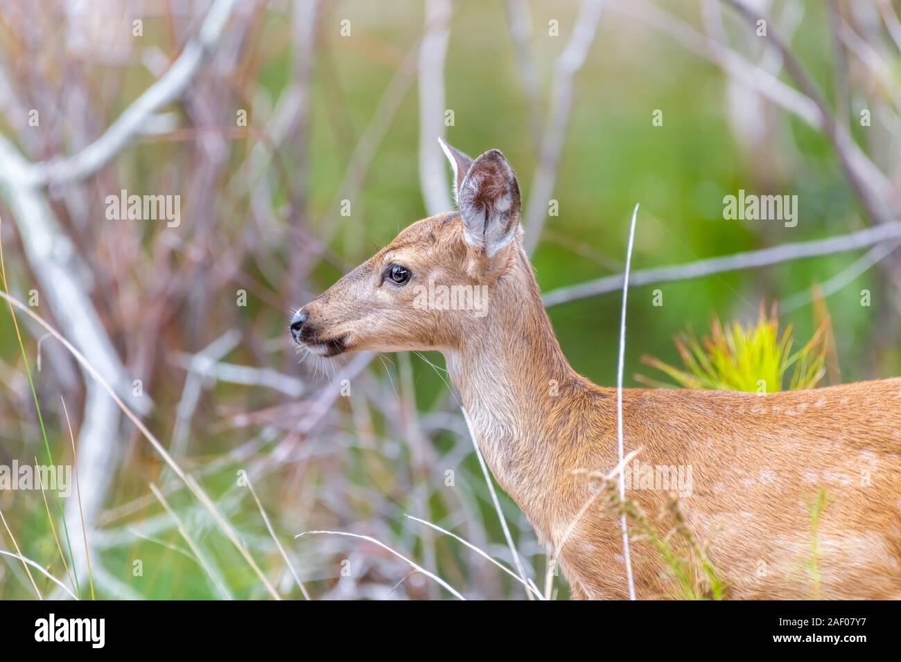 Ears Forward Stock Photos & Ears Forward Stock Images - Alamy