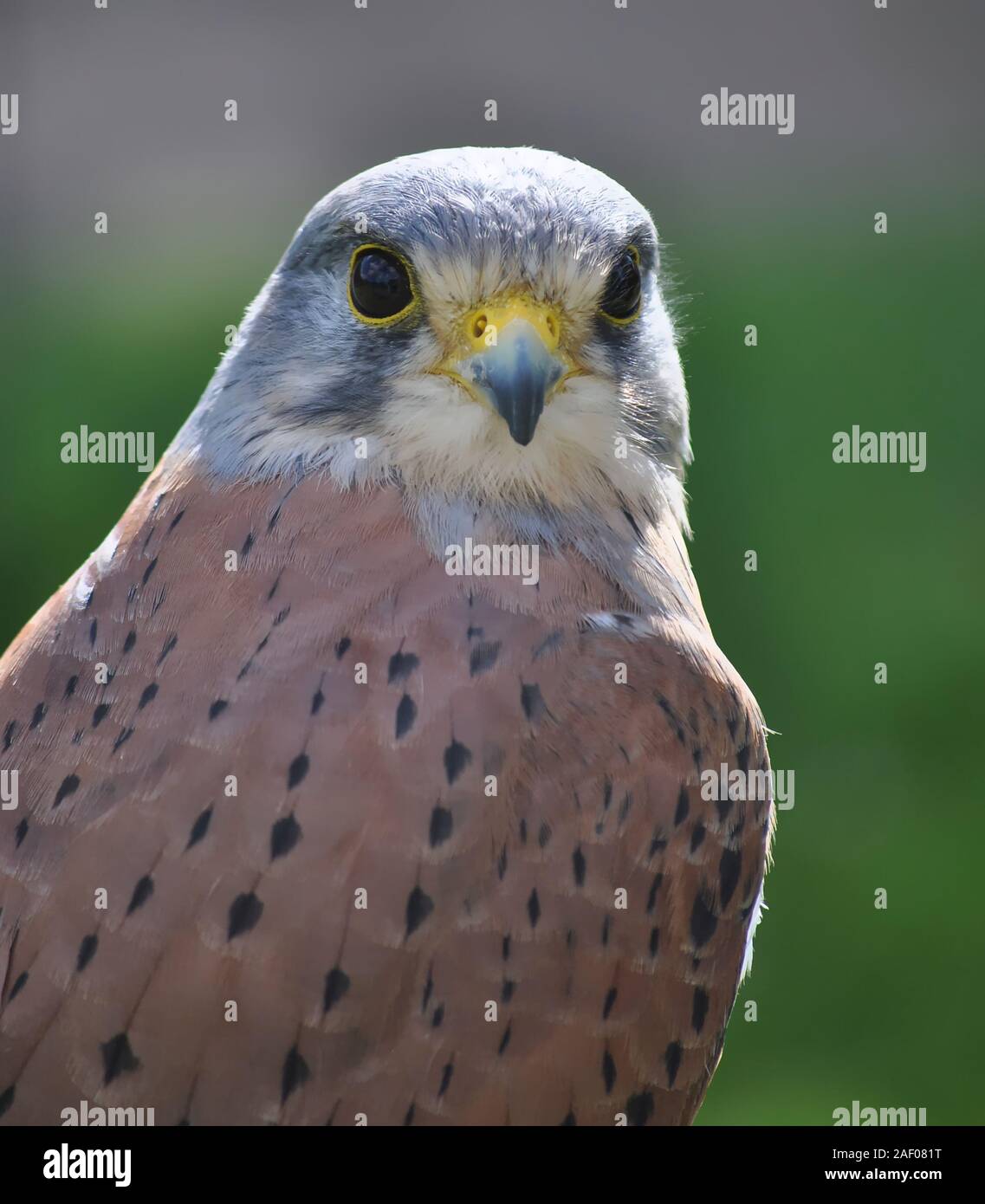 Kestrel looking towards camera hi-res stock photography and images - Alamy