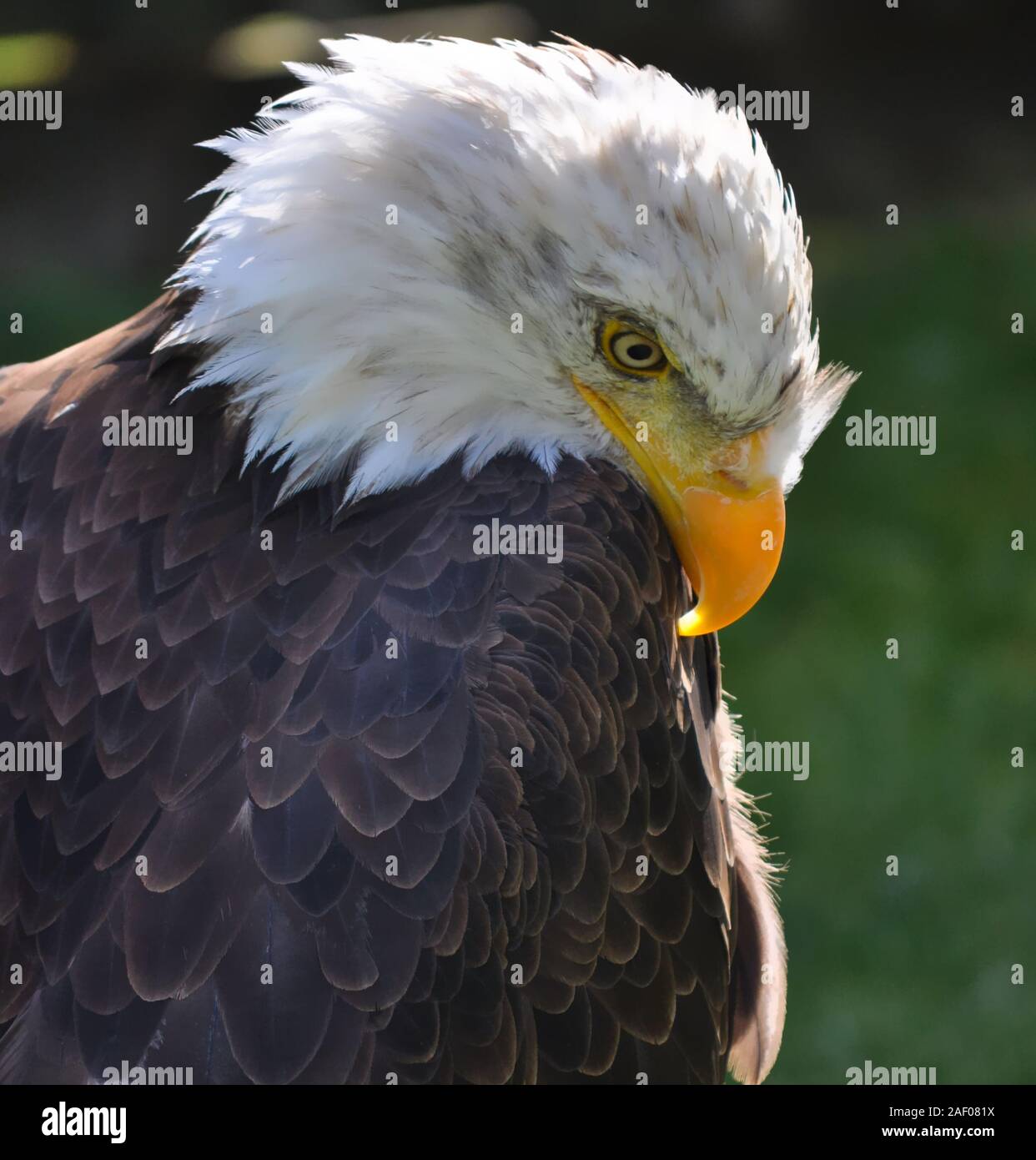 Close up head shot of an American Bald Eagle looking down Stock Photo ...