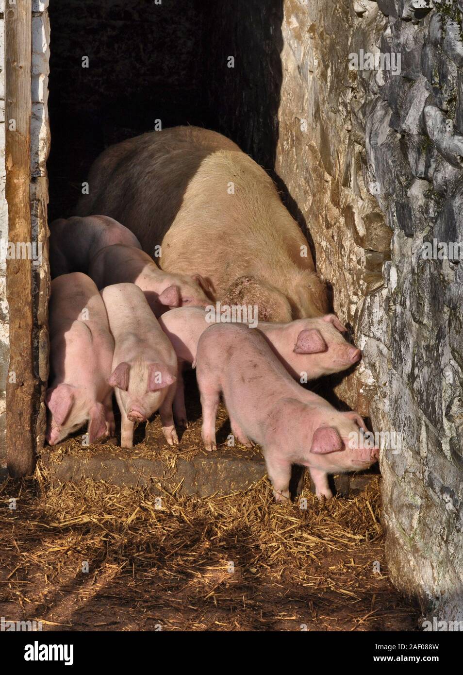 Mother Pig (sow) and her piglets emerging from the pig sty into the ...