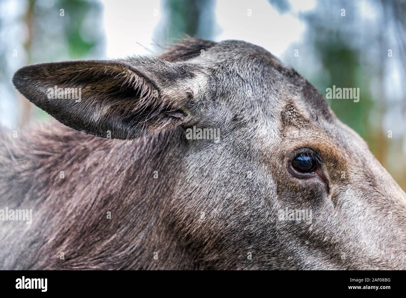 Caribou Eyes