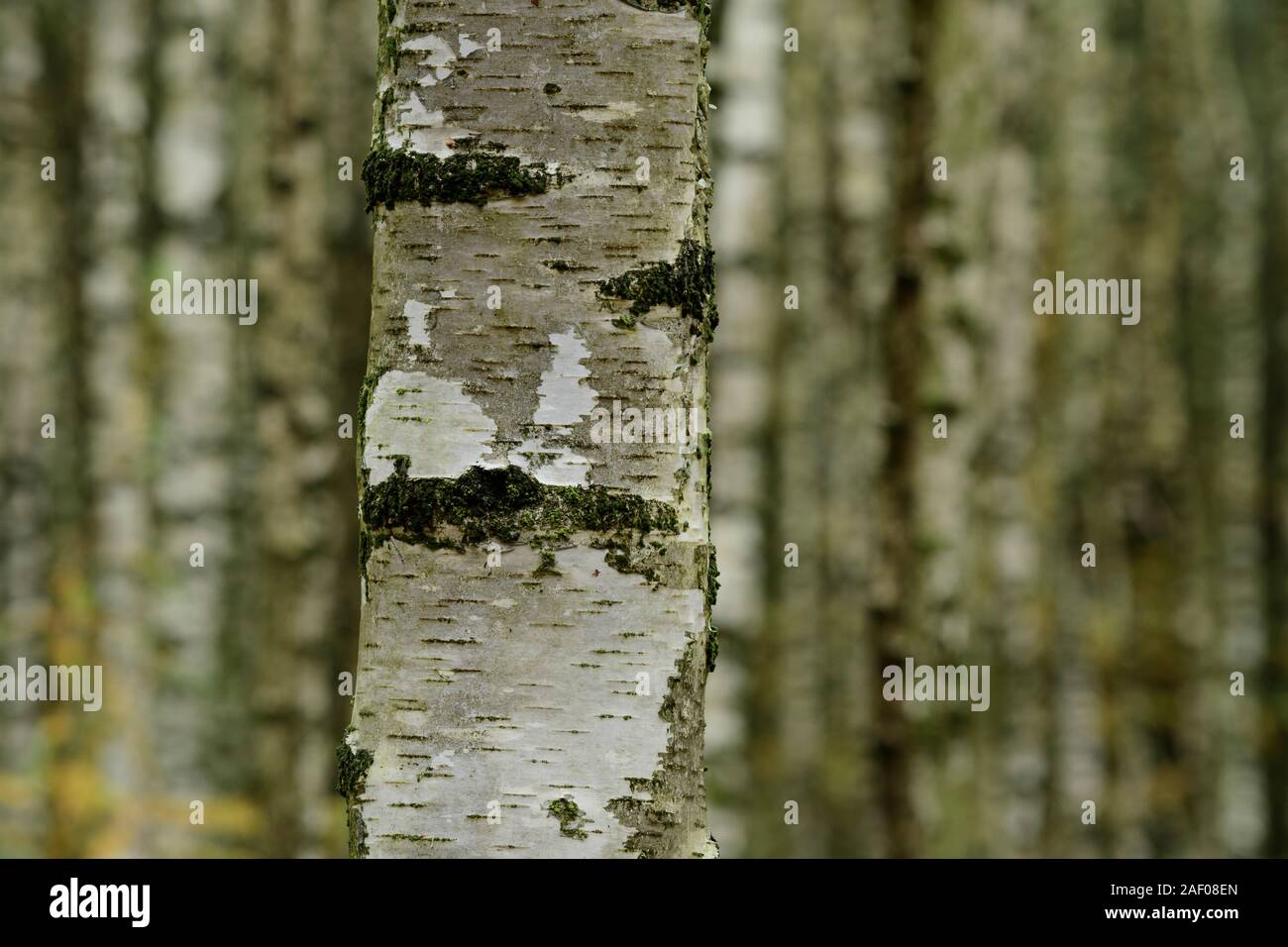 Trees with soft bark hi-res stock photography and images - Alamy