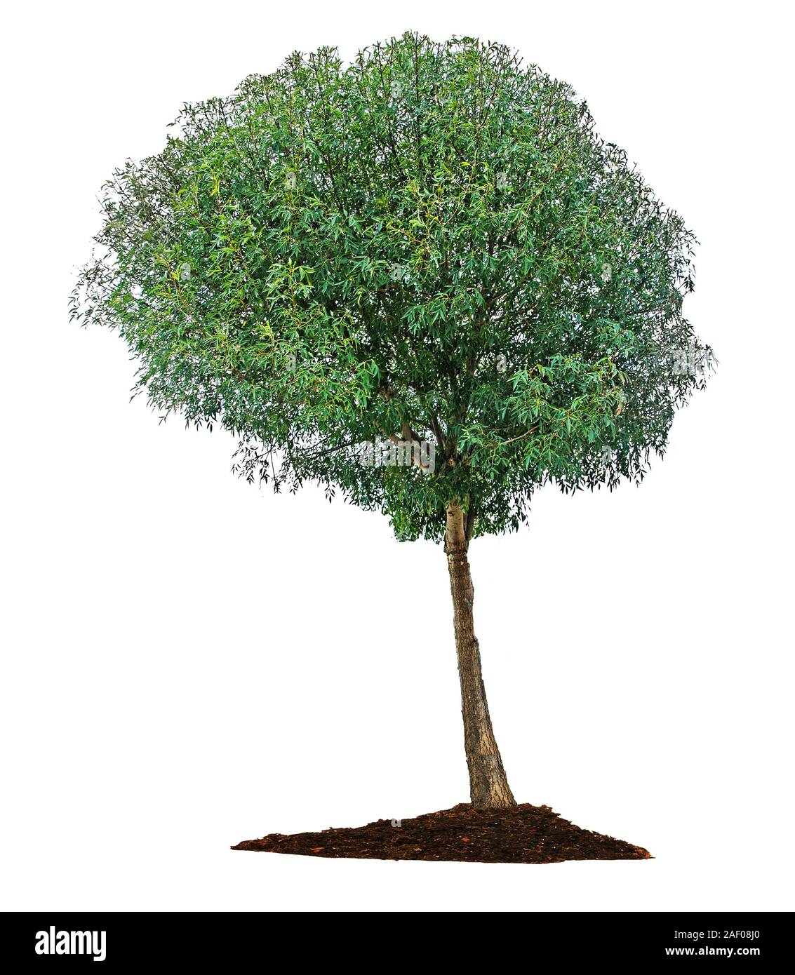 Tree on white background Stock Photo - Alamy
