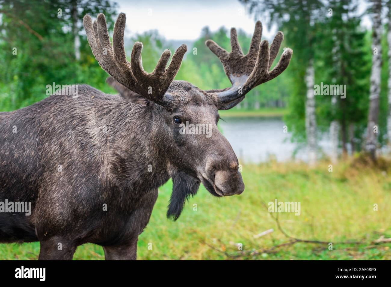 Adult male Wild Moose with huge antlers Grazing near Kiruna, Sweden ...