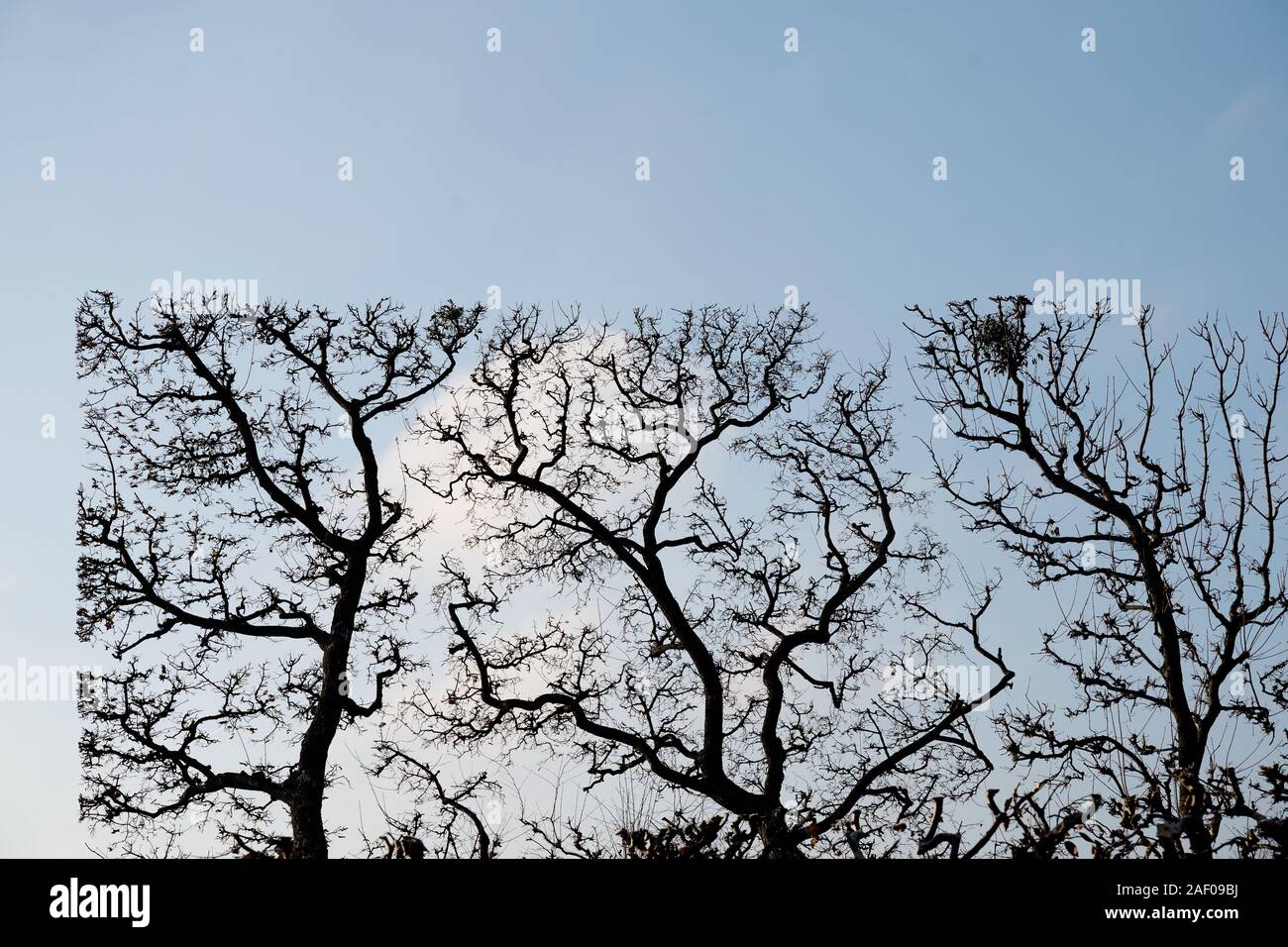 front view of straight line clearly cut branches of trees in a park ...