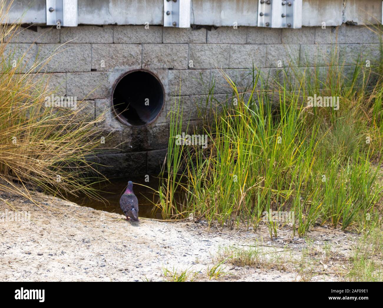 Bird standing alone looking into a drainage pipe Stock Photo - Alamy