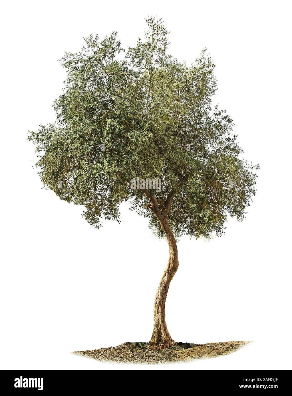 Ornamental olive tree Cut Out Stock Images & Pictures - Alamy