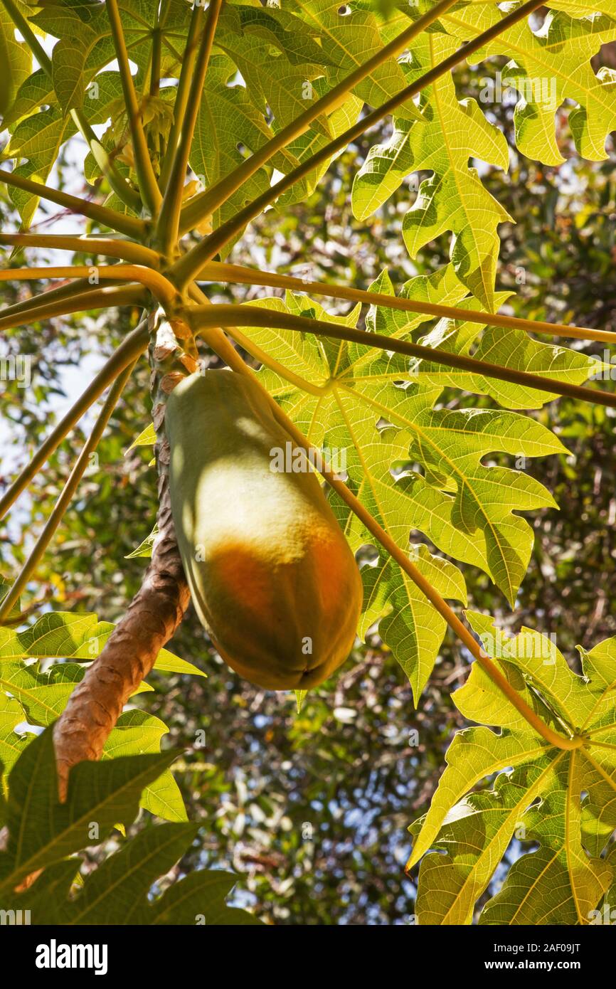 Yellow papaya tree hi-res stock photography and images - Alamy