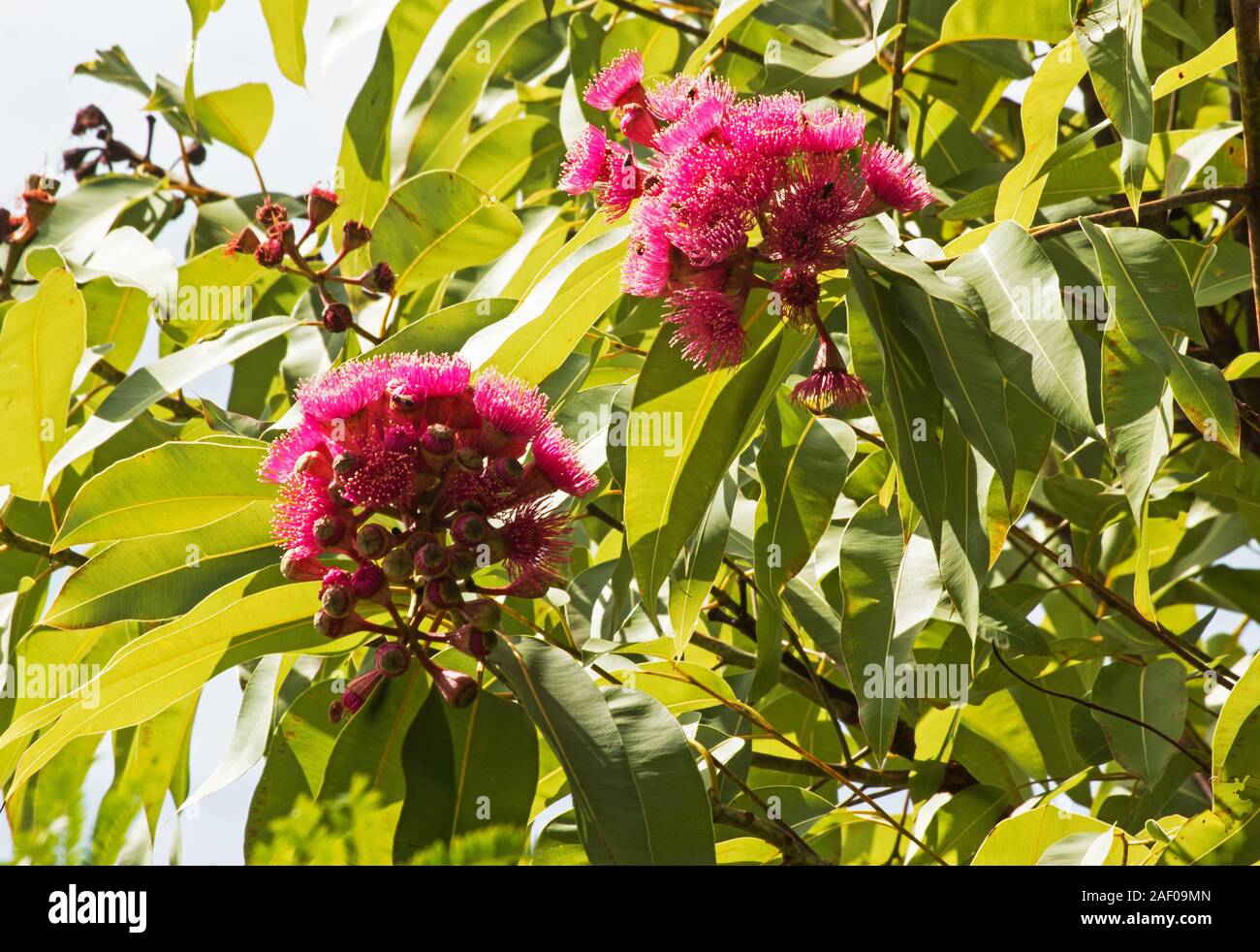 Pink Marri, Corymbia calophylla, Eucalyptus in bloom Stock Photo - Alamy
