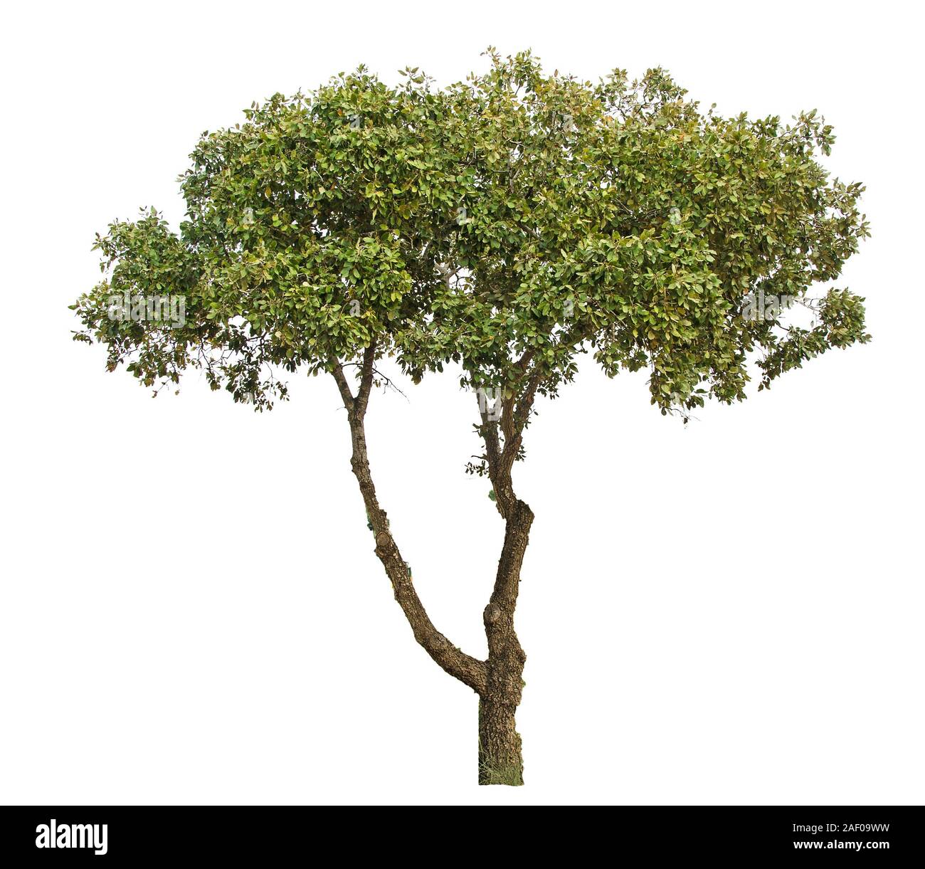 Tree on white background Stock Photo - Alamy
