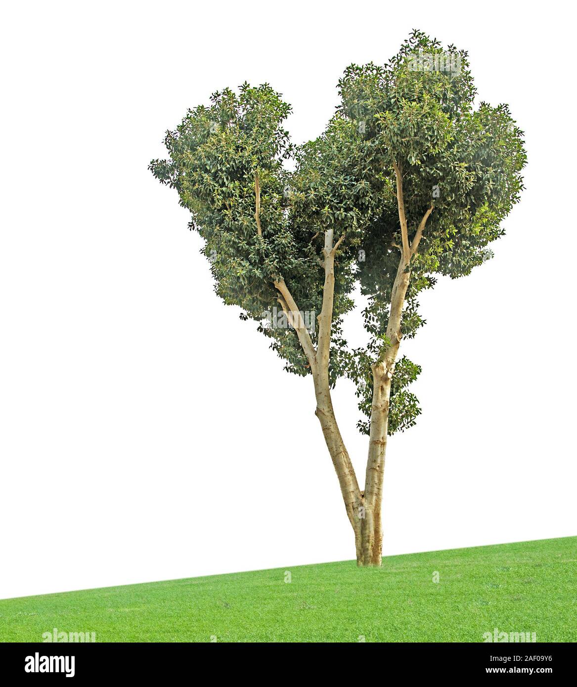 Tree on white background Stock Photo - Alamy