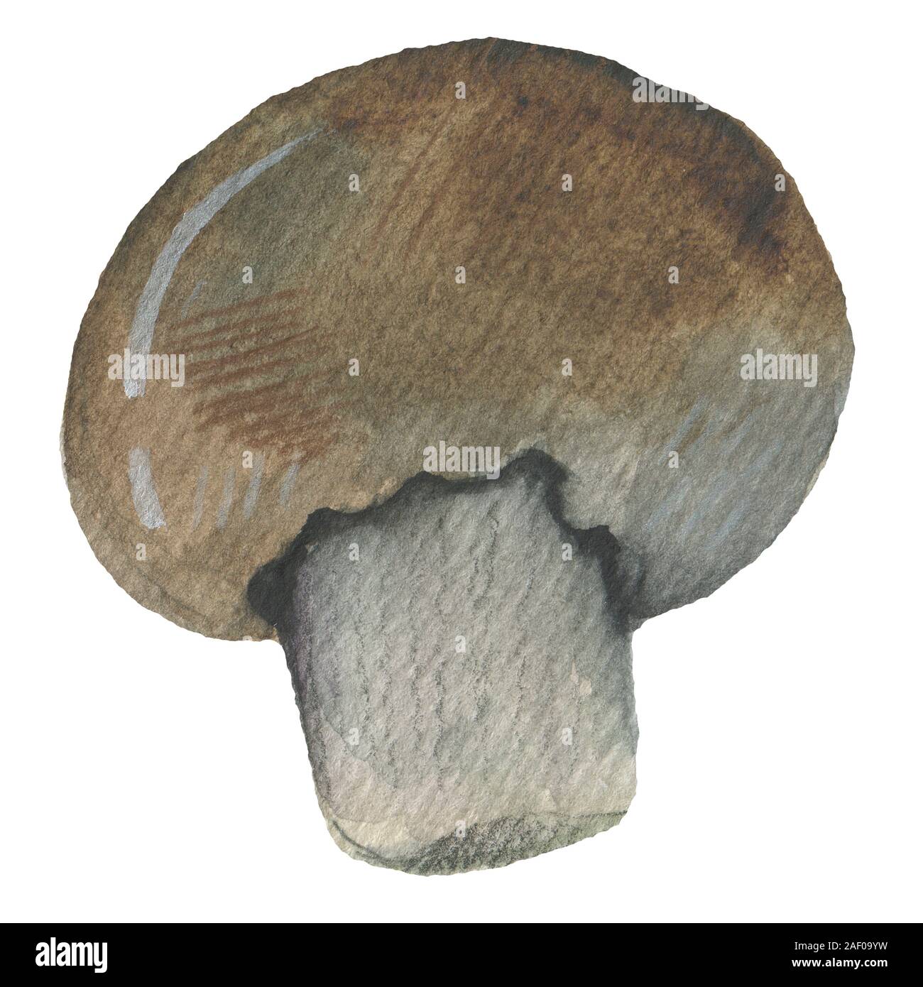 Mushroom cremini illustration Cut Out Stock Images & Pictures - Alamy