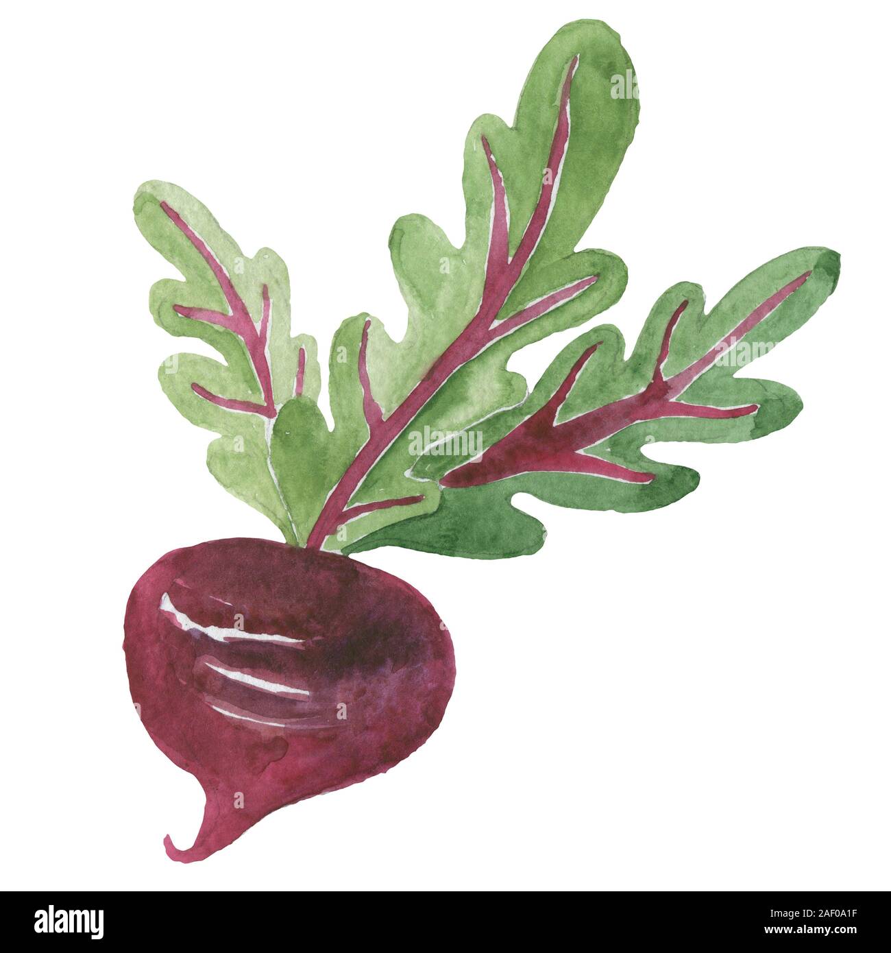 Beet vegetable cartoon illustration hi-res stock photography and images ...