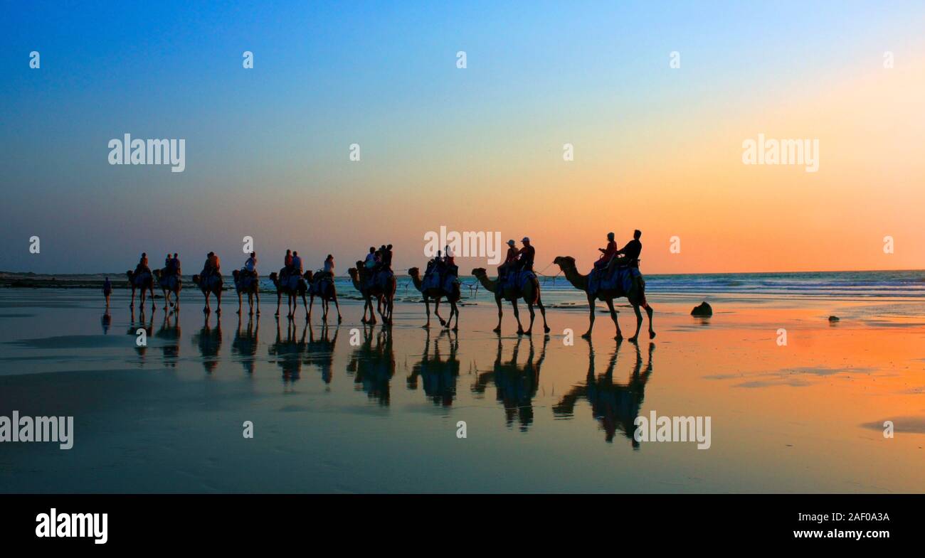Camel train western australia hi-res stock photography and images - Alamy