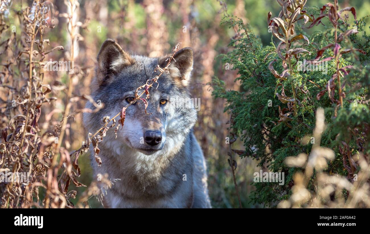 Wolf nose hi-res stock photography and images - Alamy