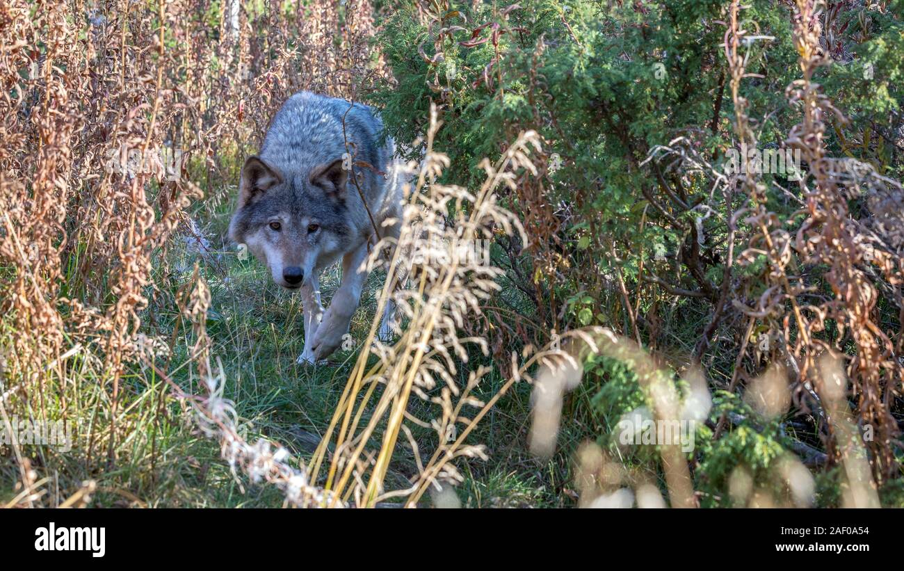 Wolf Pack With Alpha Male High Resolution Stock Photography and Images ...