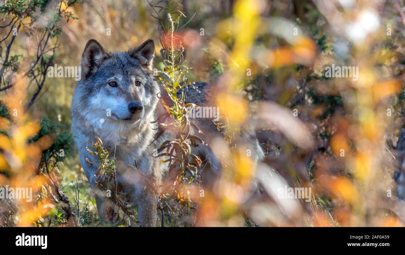 Wolf pack with alpha male hi-res stock photography and images - Alamy