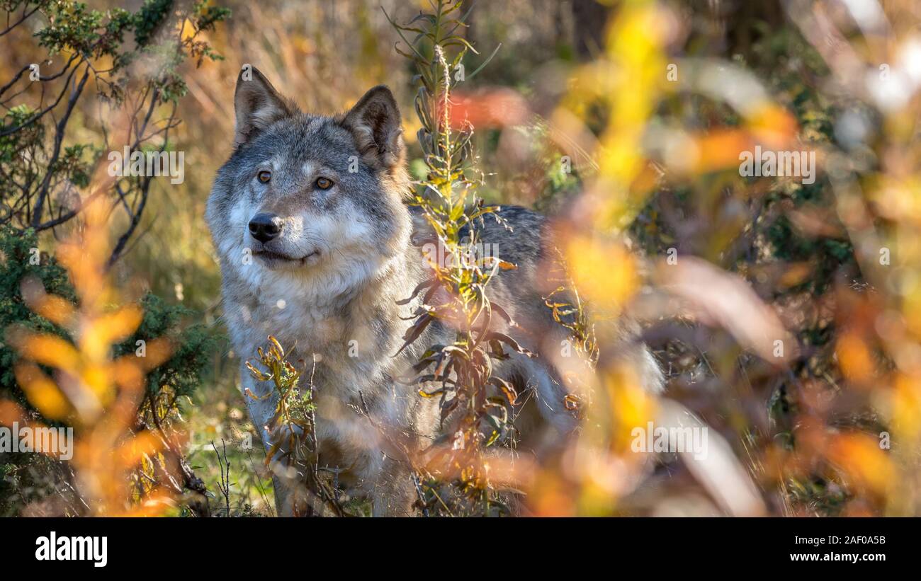 Wolf pack with alpha male hi-res stock photography and images - Alamy