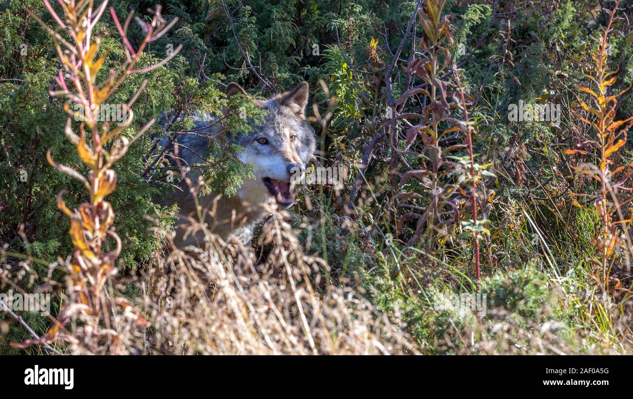 Wolf nose hi-res stock photography and images - Alamy