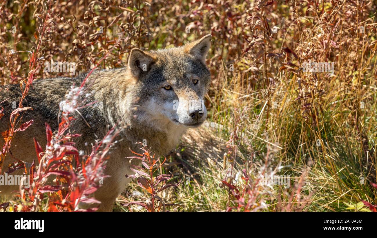 Wolf pack with alpha male hi-res stock photography and images - Alamy