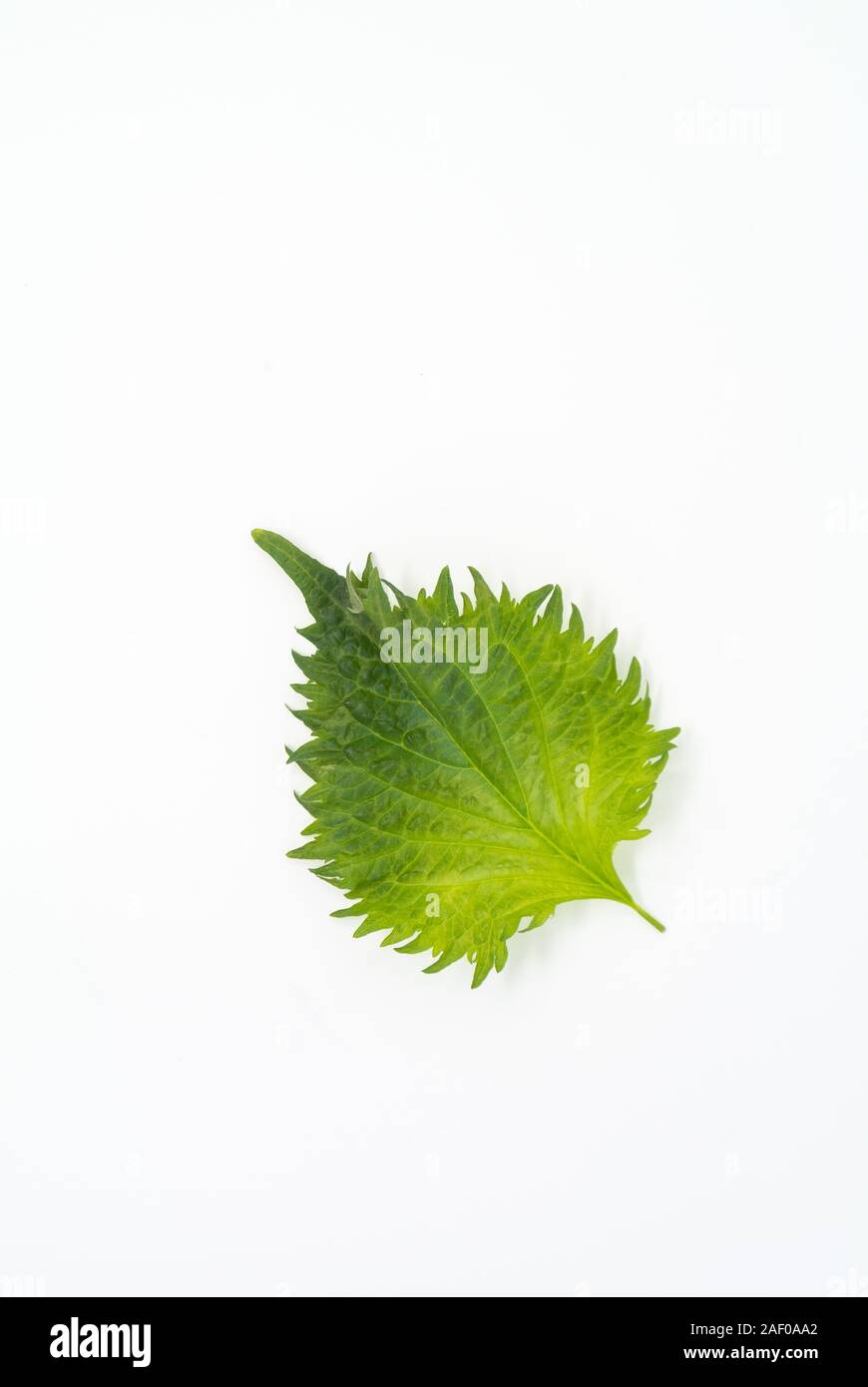 Shiso Leaf High Resolution Stock Photography and Images - Alamy