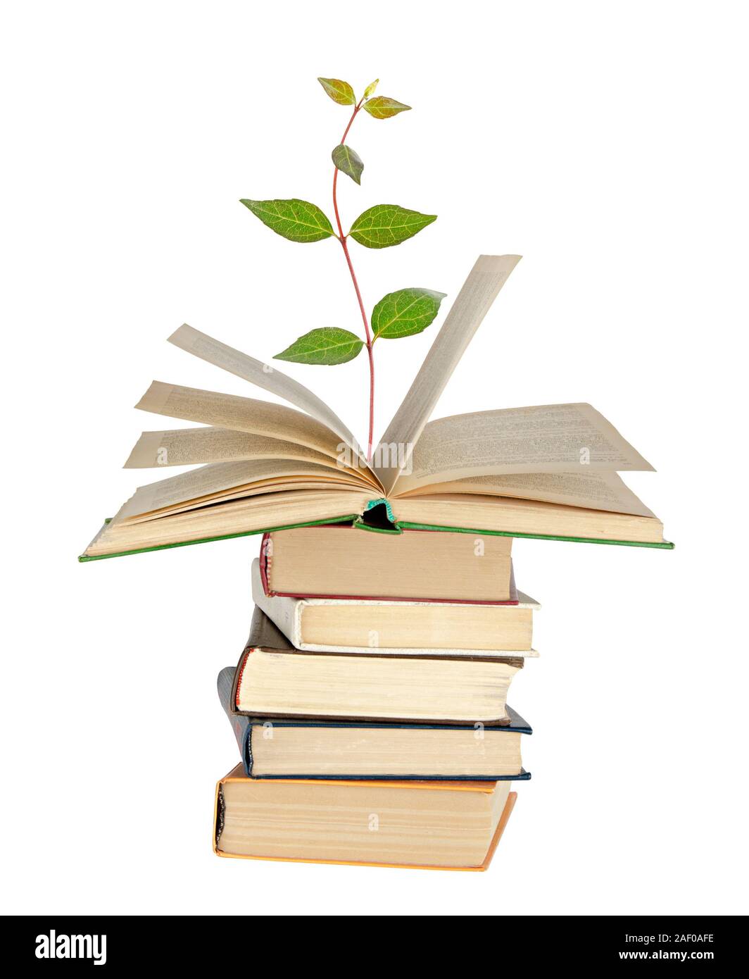 Sapling growing from book Stock Photo - Alamy