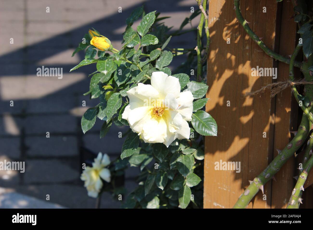 Rose flower in summer in Hokkaido, Japan Stock Photo - Alamy