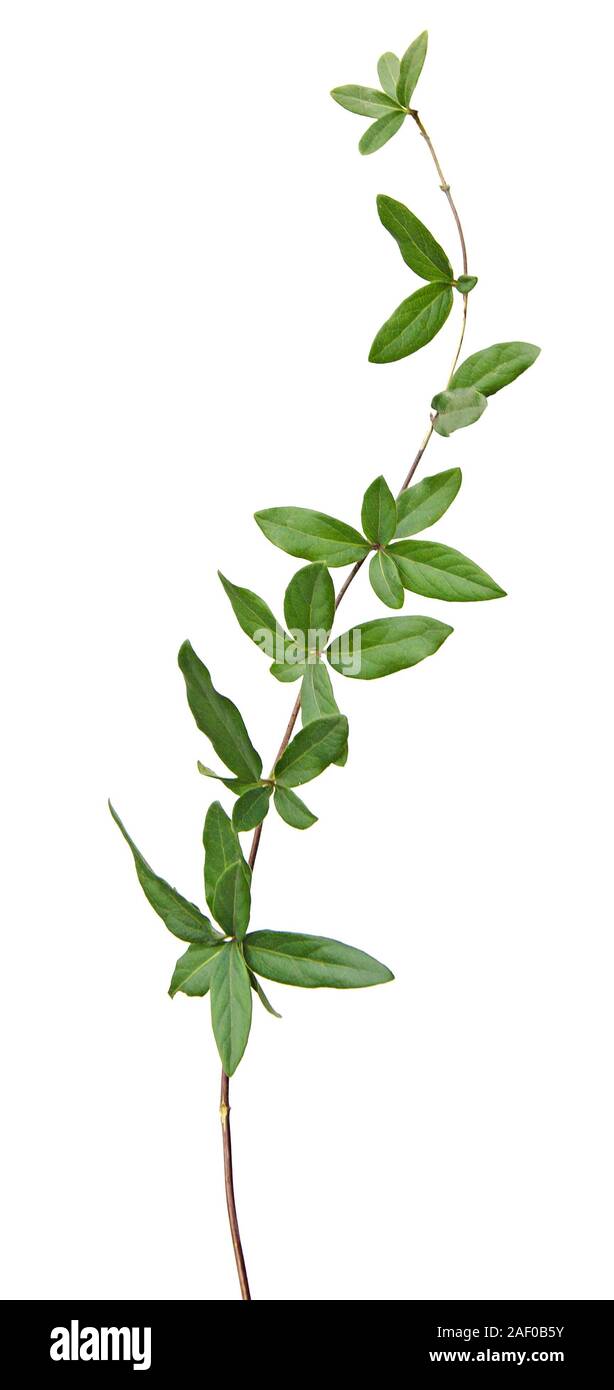 Close up of vine Stock Photo - Alamy