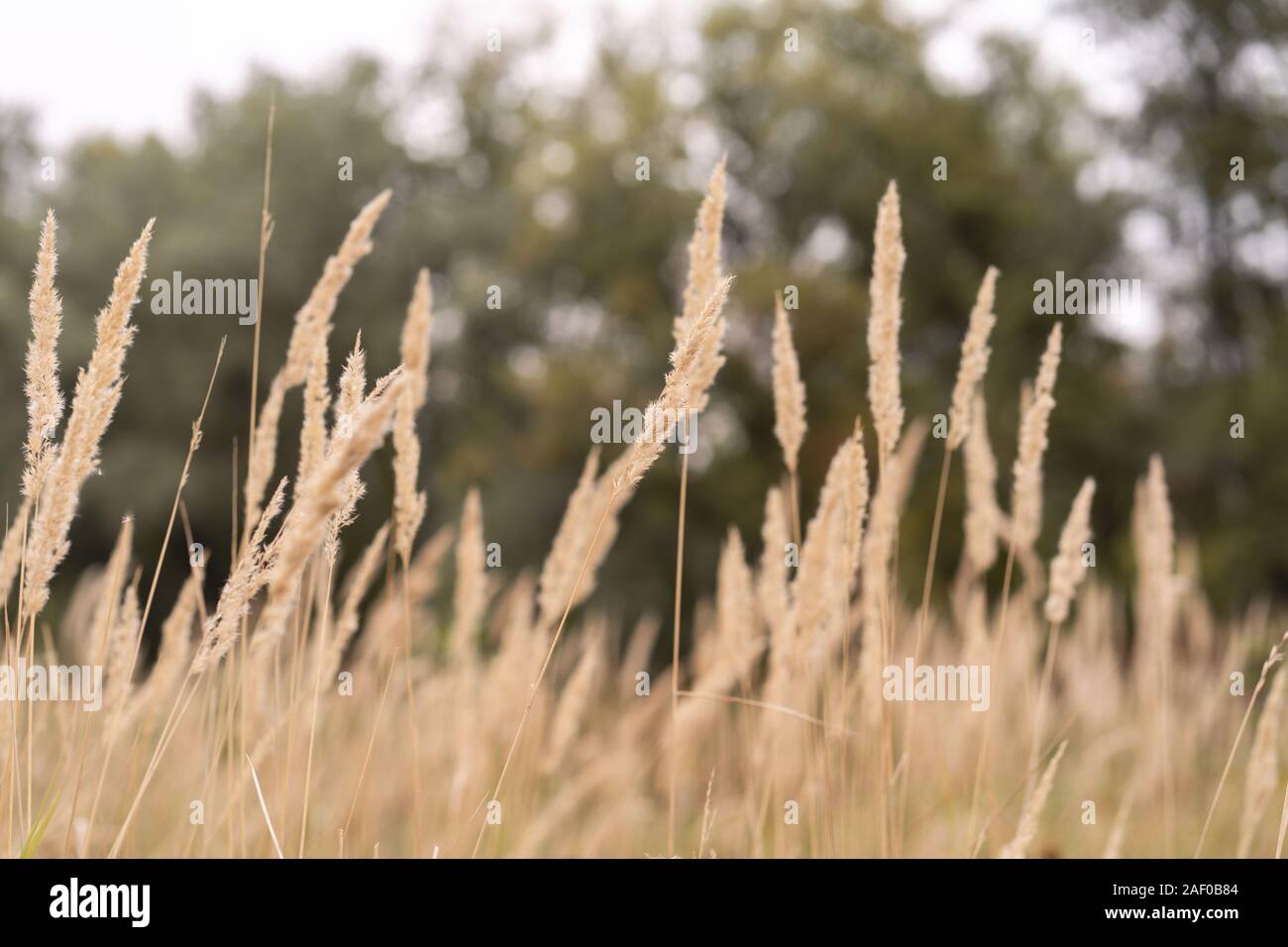 Savannah grass field in sun backlight,Twinkle with sunlight at noon ...