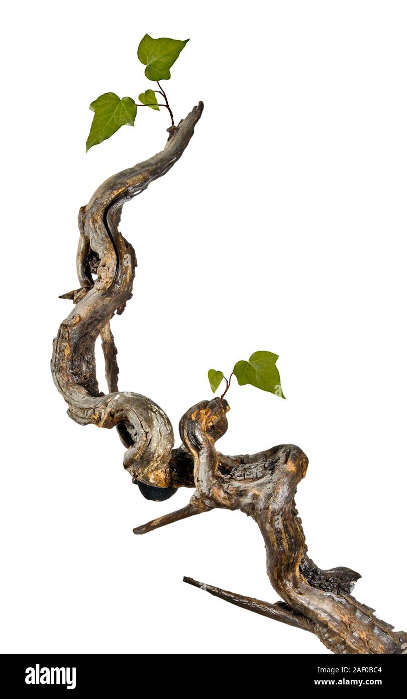 Grape vine isolated on white background Stock Photo - Alamy