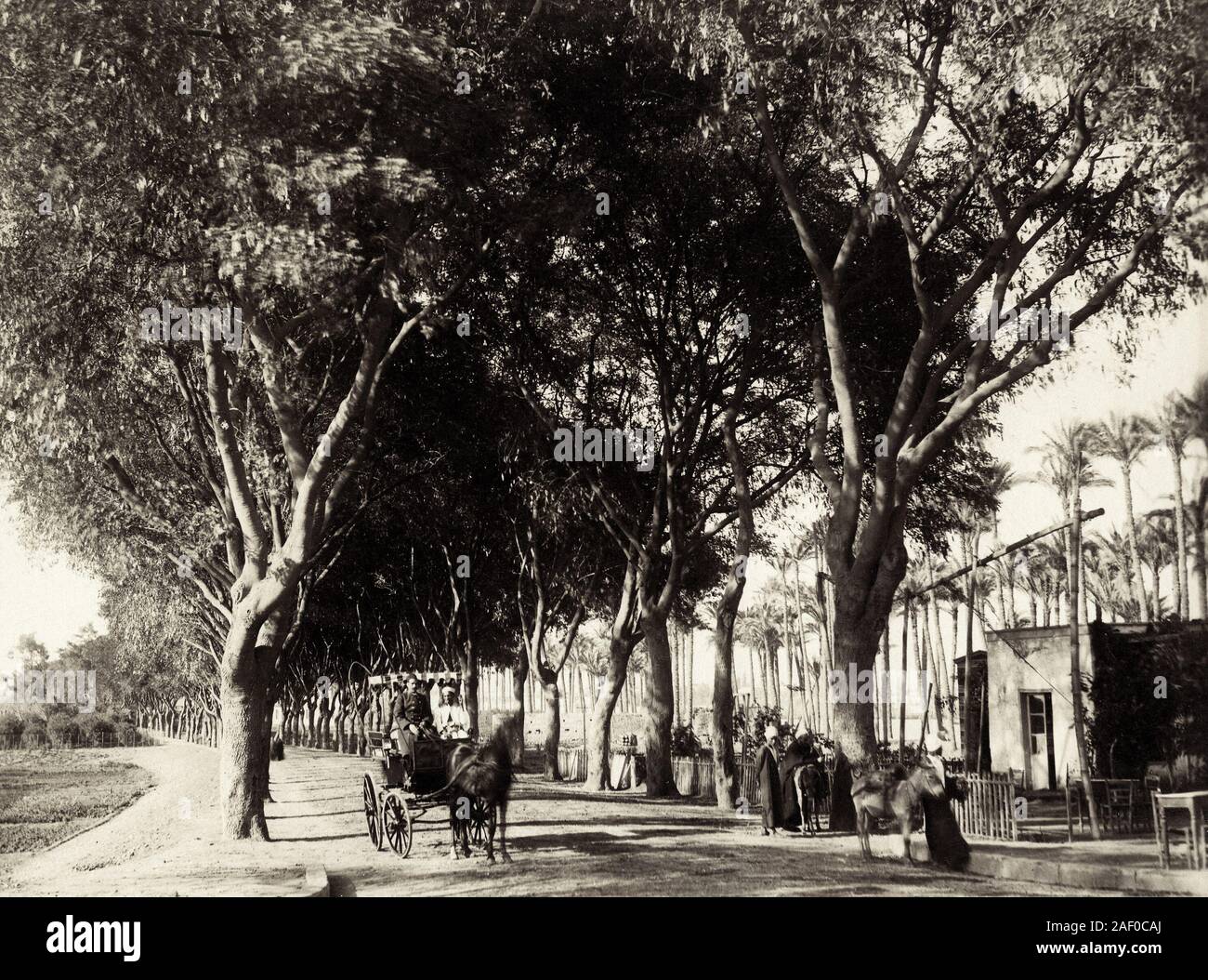Road to the pyramids, Cairo, Egypt, horse and hackney carriage Stock ...