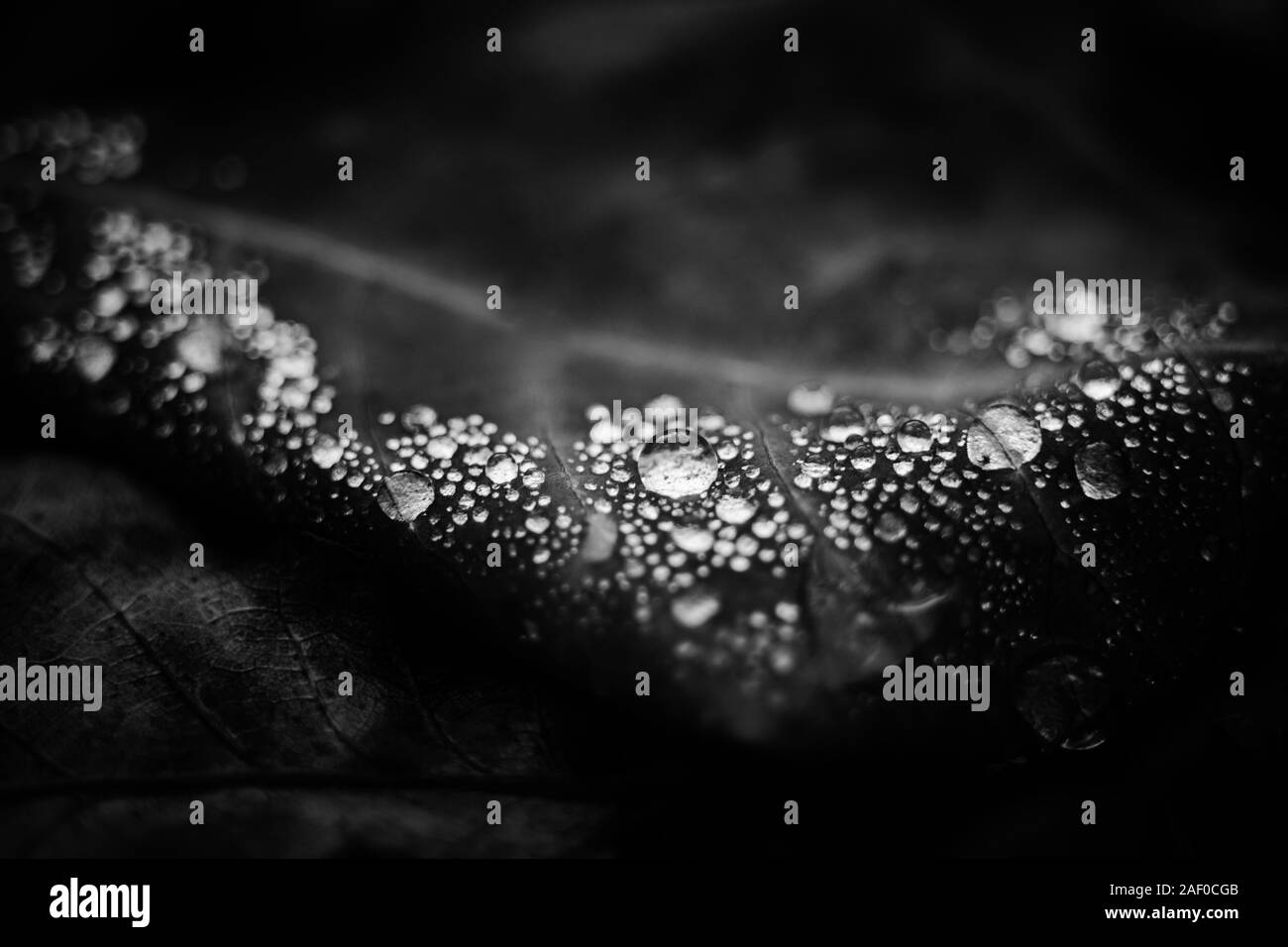 Teardrop banner hi-res stock photography and images - Alamy