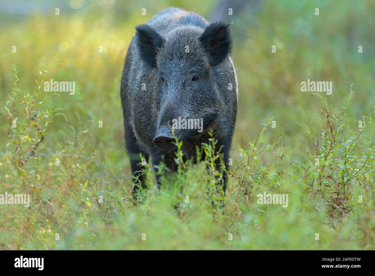 Wild boar, Sus scrofa Stock Photo - Alamy