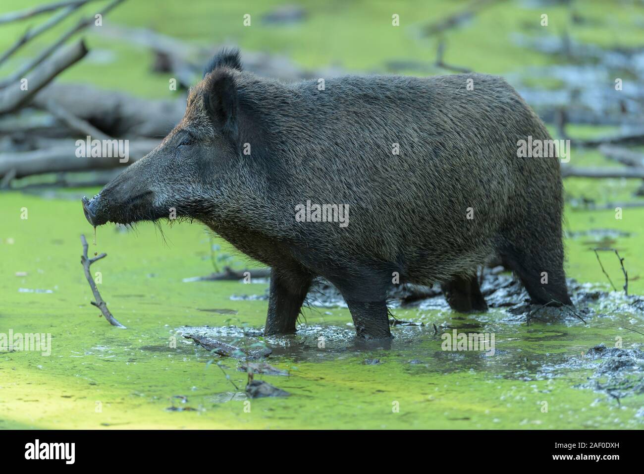 Wild boar mud pool hi-res stock photography and images - Alamy