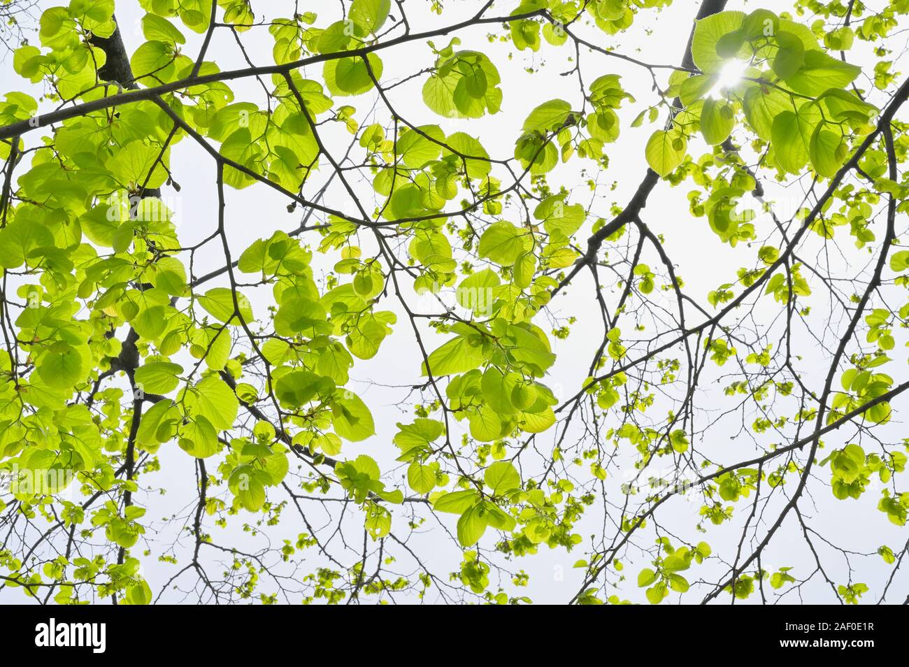 Lime tree leaves in spring Stock Photo - Alamy