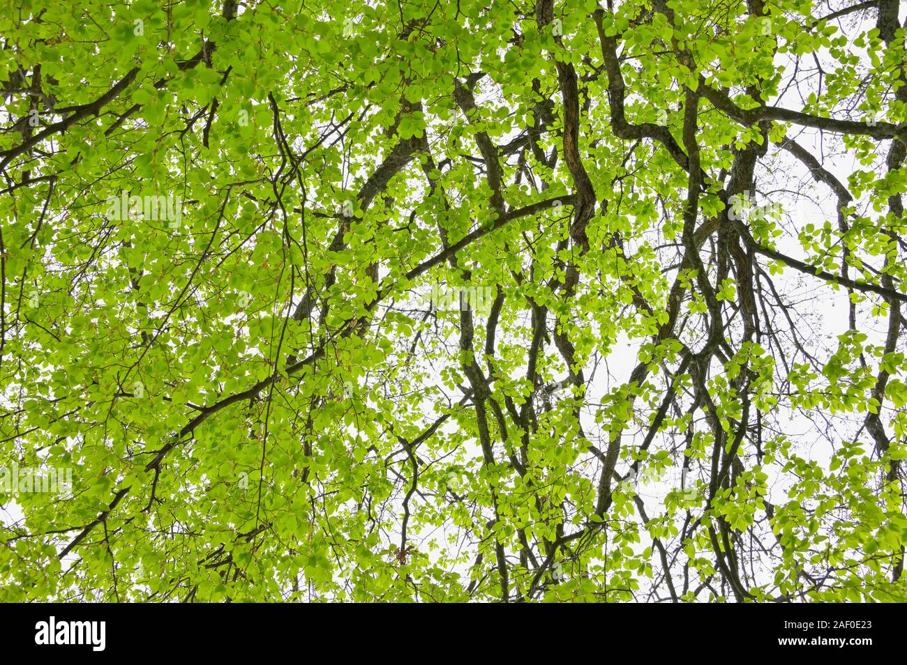 Beech tree leaves in spring Stock Photo - Alamy