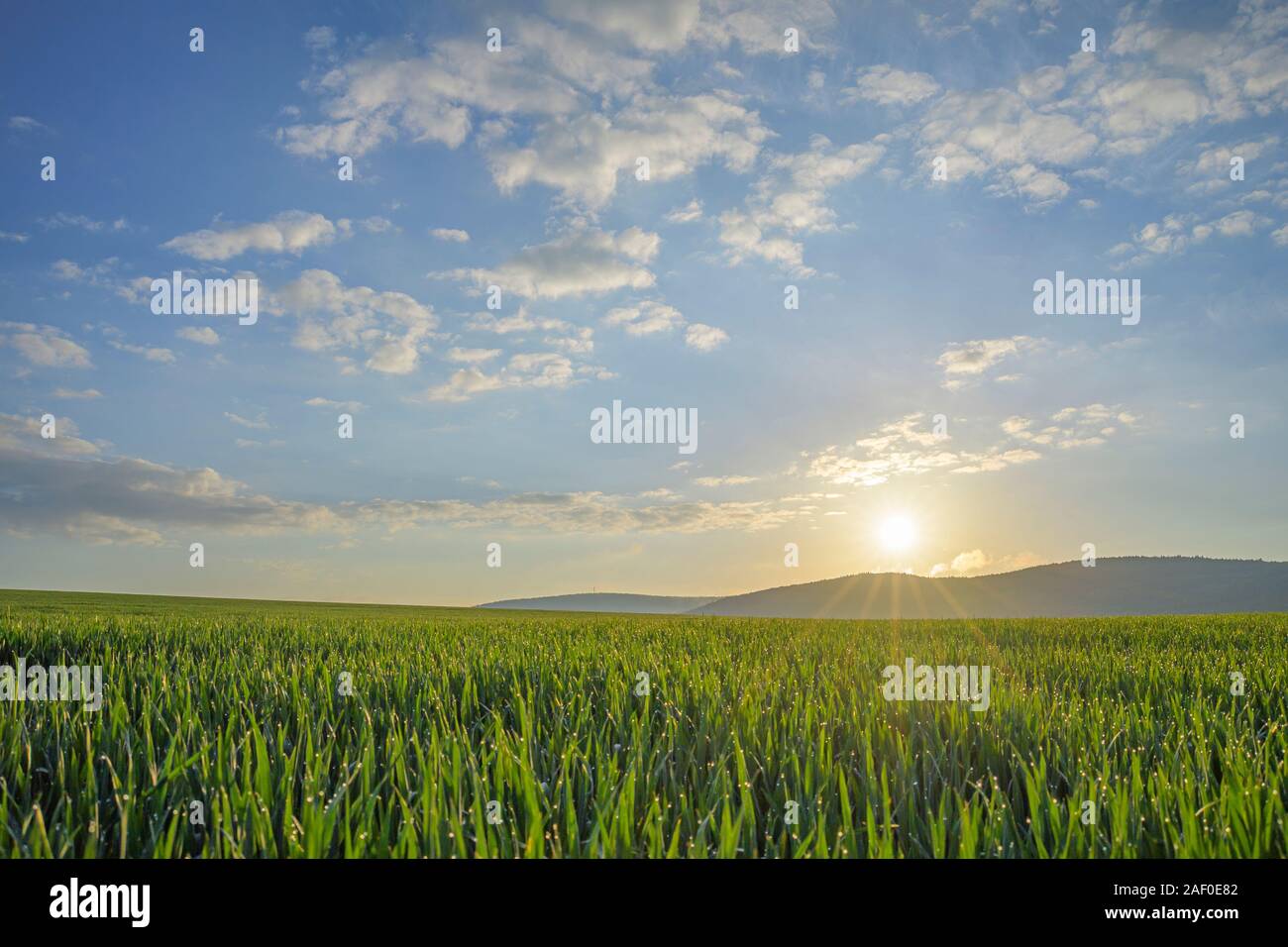 Field landscape with sun in spring hi-res stock photography and images ...