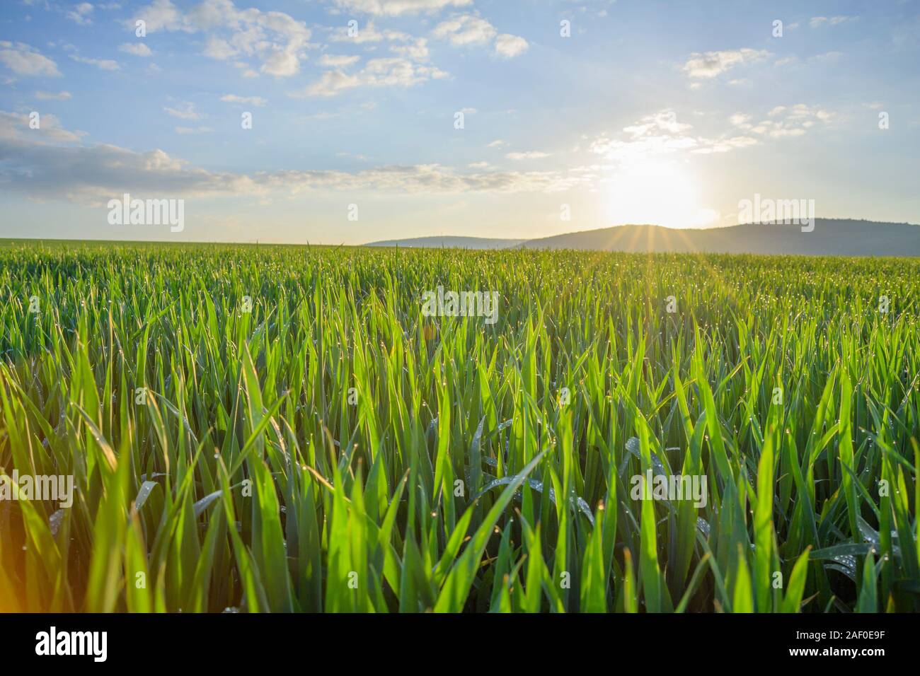Field landscape with sun in spring hi-res stock photography and images ...