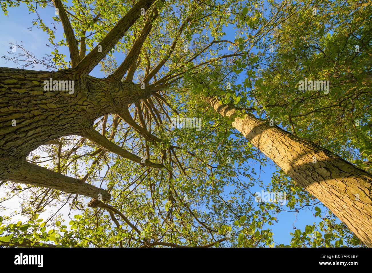 View into the treetop hi-res stock photography and images - Alamy